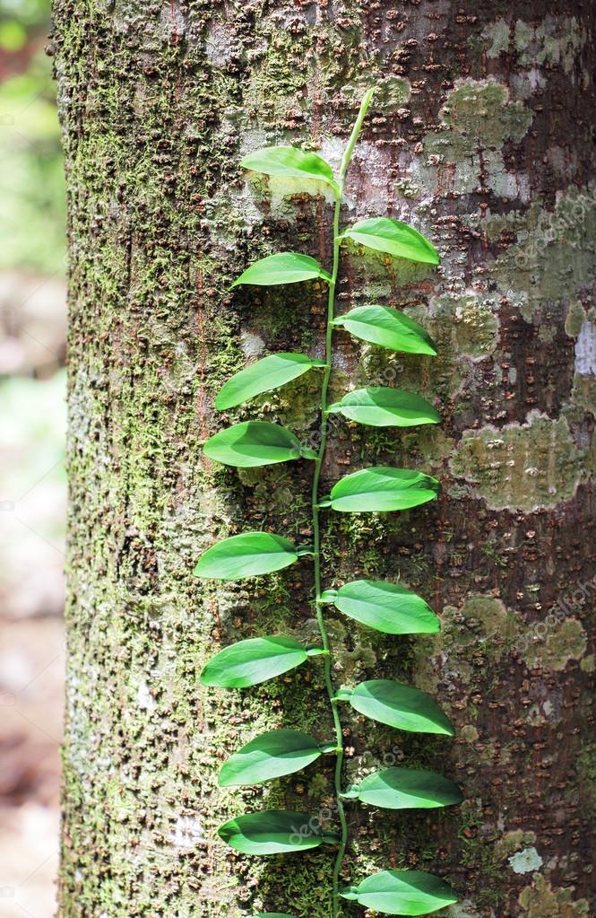 Climbing Vine and Lichens Covered Tree Trunk Stock Photo by ©kallumgal ... Climbing Vine and Lichens Covered Tree Trunk Stock Photo by ©kallumgal ...