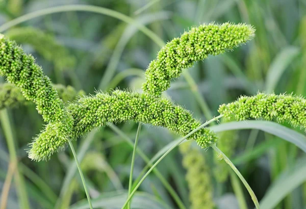 Finger Millet Field — Stock Photo © kallumgal #63676325