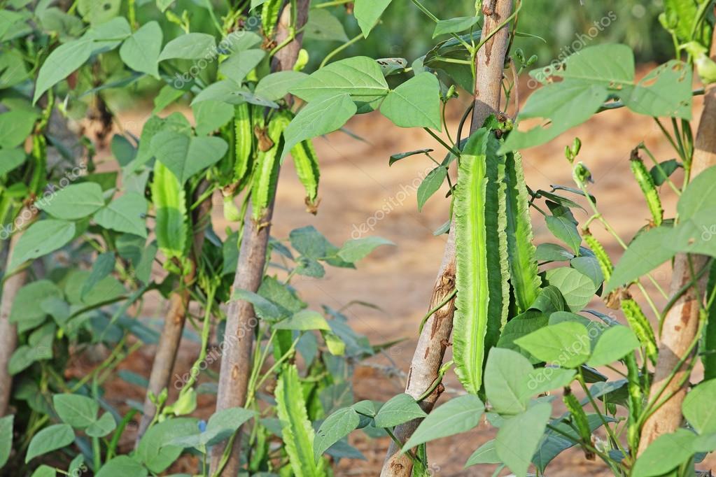 Winged Beans, Psophocarpus Tetragonolobus Stock Photo by ©kallumgal 66199253