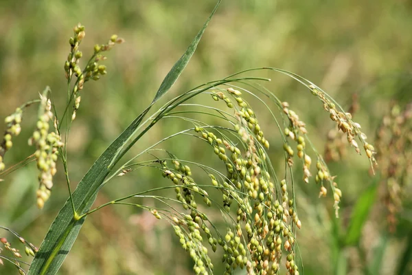 Finger Millet Field — Stock Photo © kallumgal #63676325