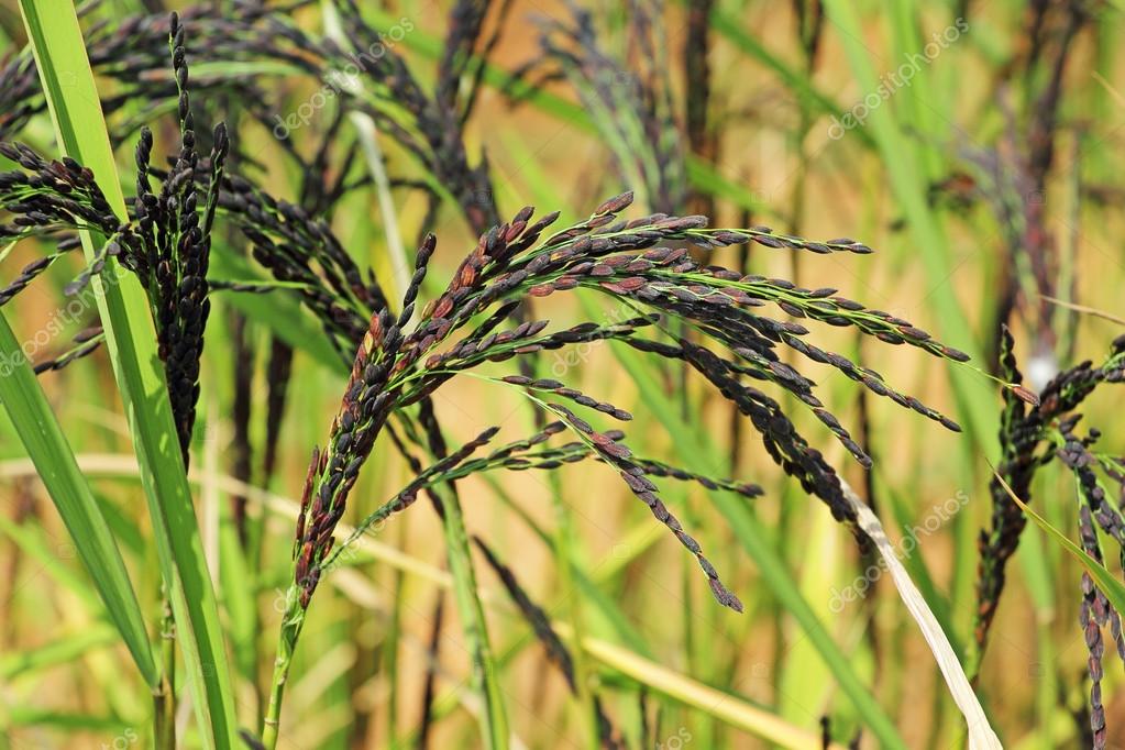 Rice Stalk with Grains Stock Photo by ©kallumgal 67018839