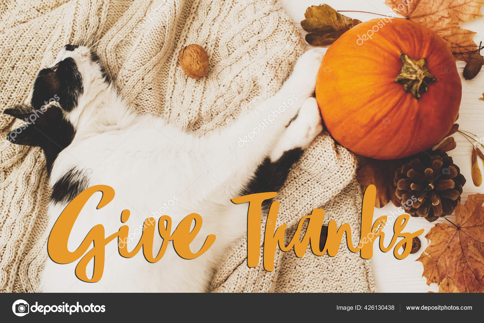 Happy Thanksgiving With Cats Wallpapers