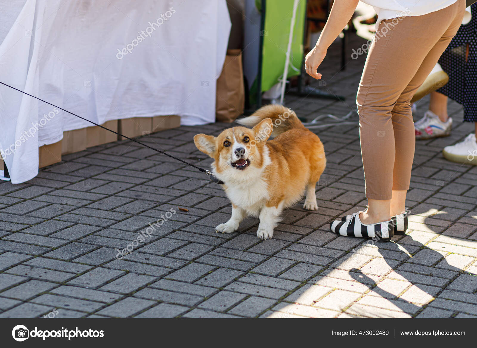 Corgi Walking