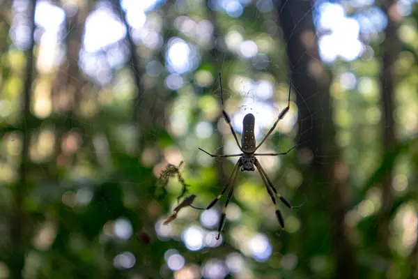 Red orbe dorada Clavipes de Nephila Araña en la Selva Tropical Costa ...