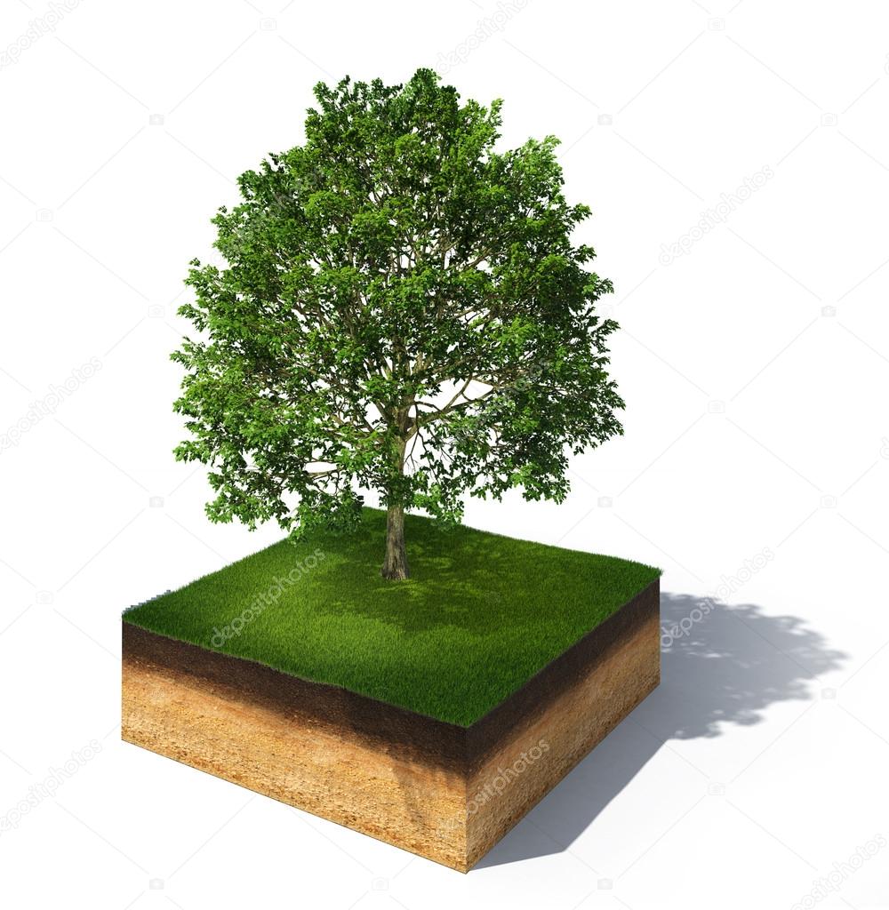 Ground with tall tree Stock Photo by ©egorovartem 63635071