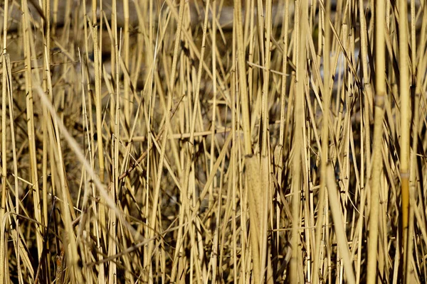 Reed cultivation Stock Photos, Royalty Free Reed cultivation Images ...