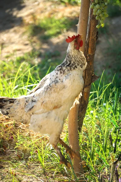 Hen brahma Stock Photos, Royalty Free Hen brahma Images | Depositphotos