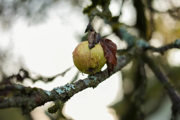 The dead apple tree Stock Photos, Royalty Free The dead apple tree ...