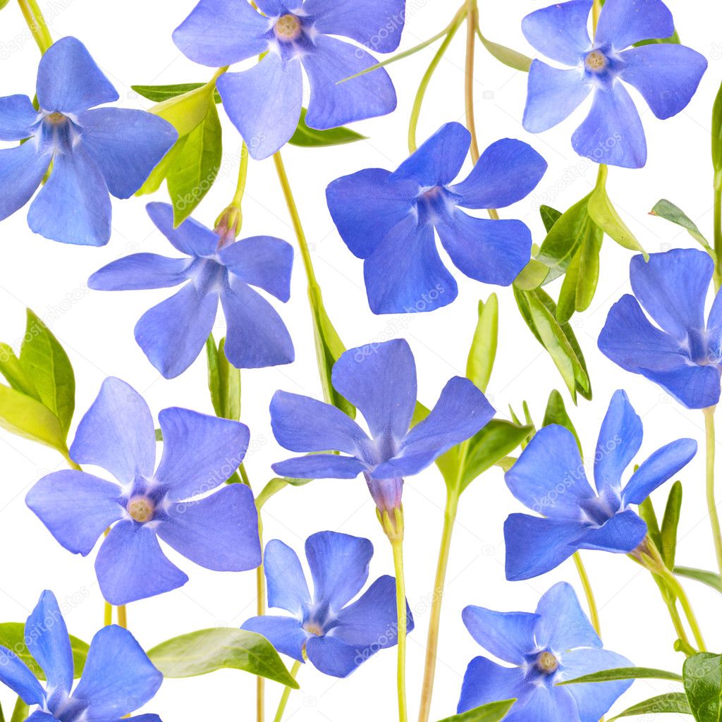 Blue spring flowers background Stock Photo by ©vian1980 67074005