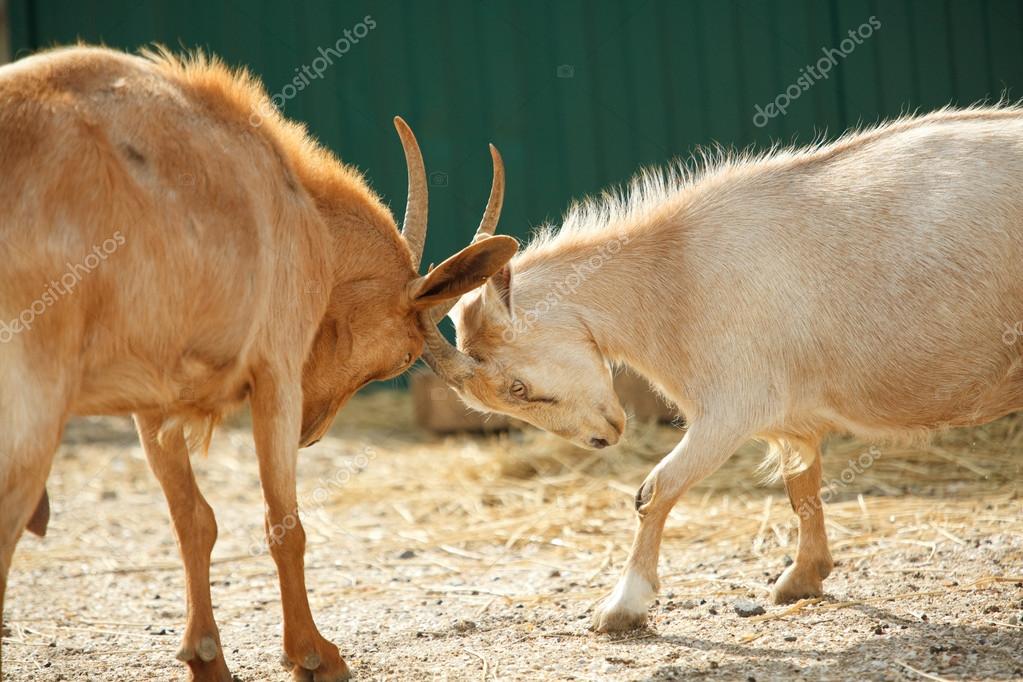 Goats butting each other — Stock Photo © korolOK #74215543