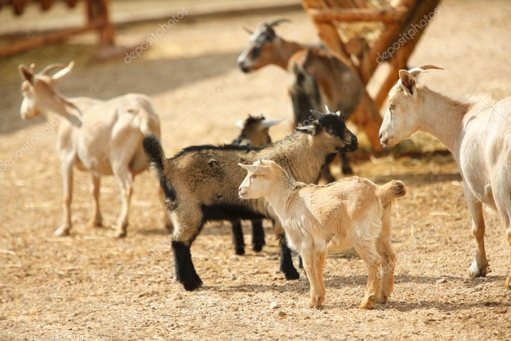 Goats in the farm — Stock Photo © korolOK #74215665