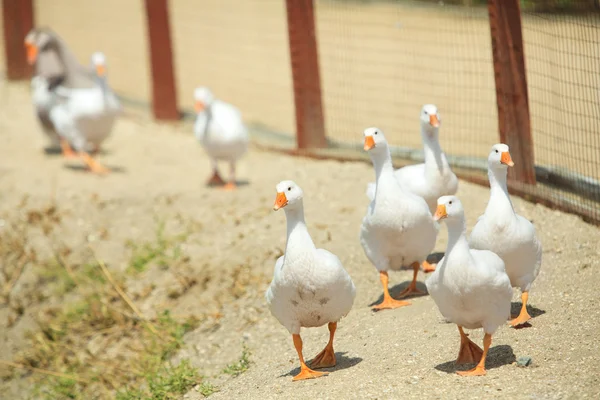 Wild goose chase at farm - Stock Image - Everypixel
