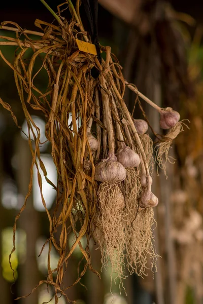Drying garlic Stock Photos, Royalty Free Drying garlic Images ...
