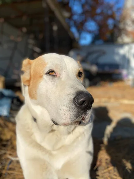 Dogtorb instagram Stock Photos, Royalty Free Dogtorb instagram Images ...