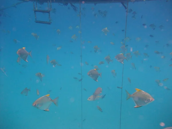 Science experiment biodome Stock Photos, Royalty Free Science ...