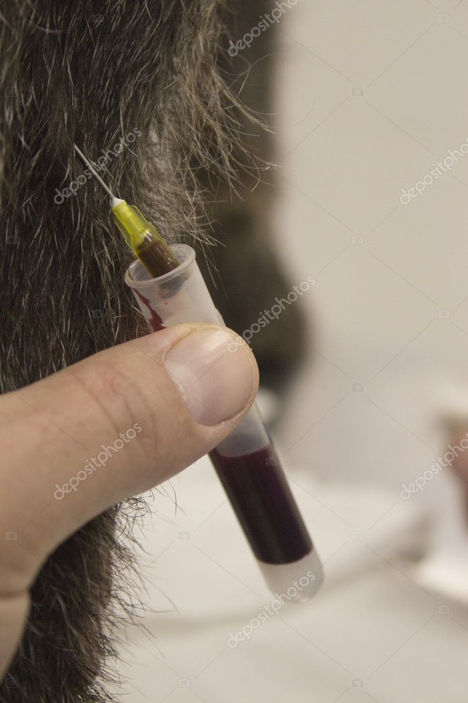 Blood draw a dog — Stock Photo © GemaIbarra #116785562