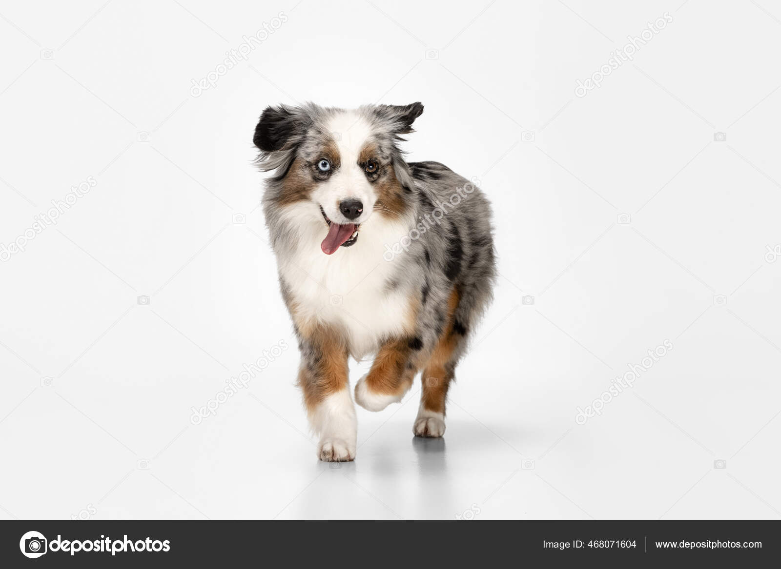 Puppy Running White Background