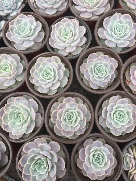 Succulent lovers Stock Photos, Royalty Free Succulent lovers Images ...