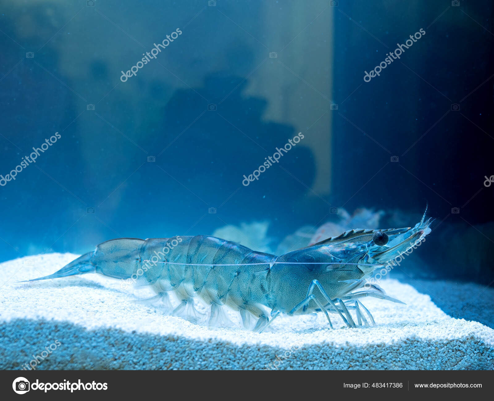 Prawn Swimming In Sea