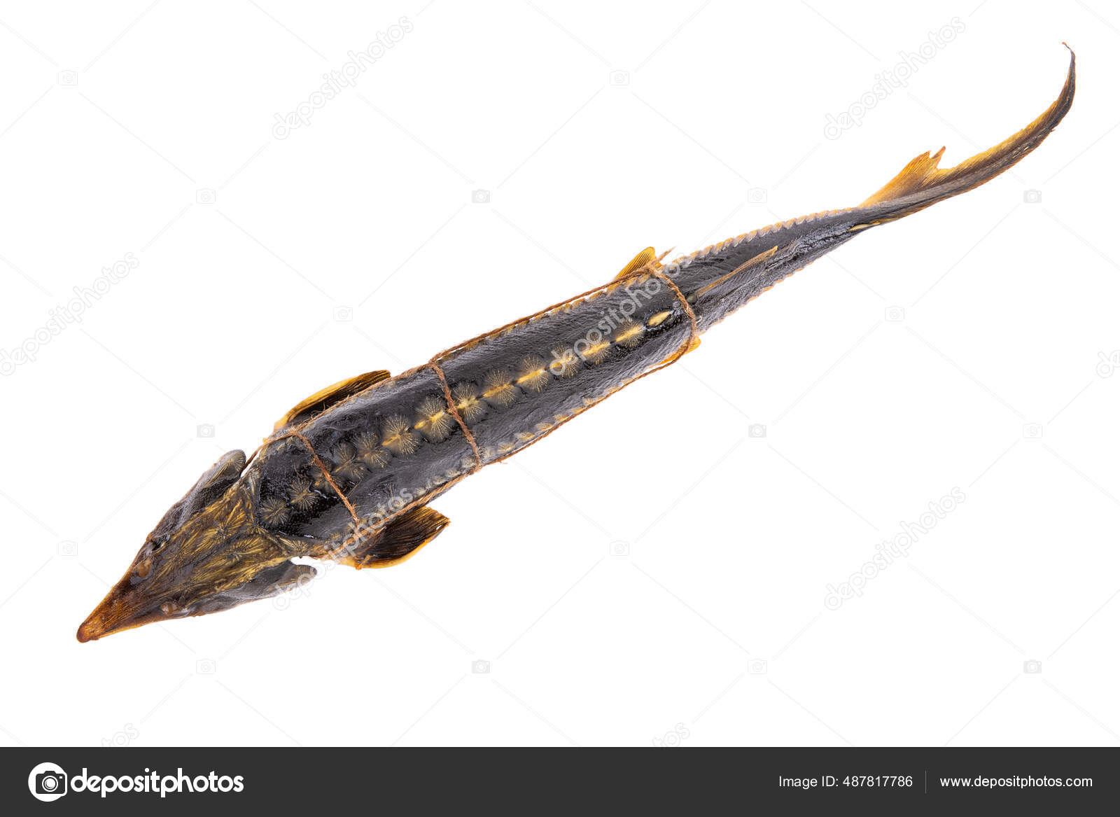 Large Smoked Sturgeon Fish Head Isolated White Background Top View ...