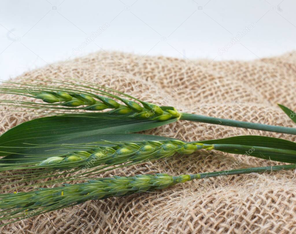 tres ramas de trigo verde de la agricultura ecológica en la parte ...