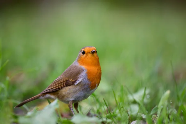Red robin - Stock Image - Everypixel