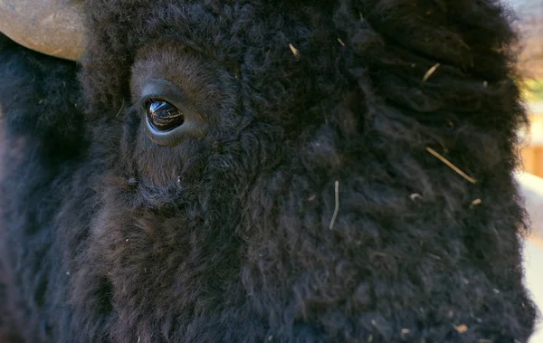 Buffalo face Stock Photos, Royalty Free Buffalo face Images | Depositphotos