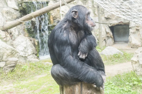 Chimpanzee, Pan troglodytes, Pan paniscus - Stock Image - Everypixel