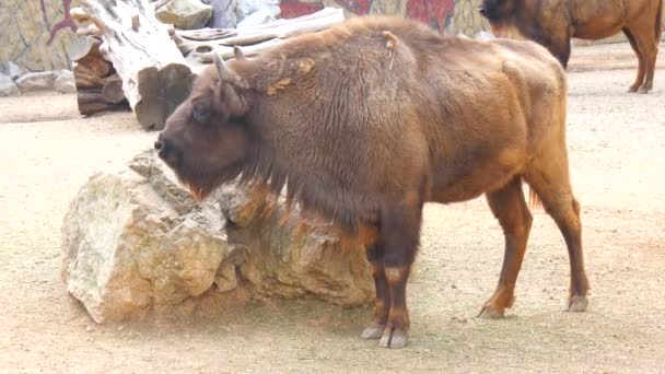 European bison isolated Stock Photo by ©missanzi 6447010