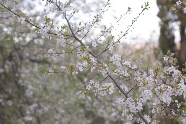 Adelaide spring Stock Photos, Royalty Free Adelaide spring Images ...