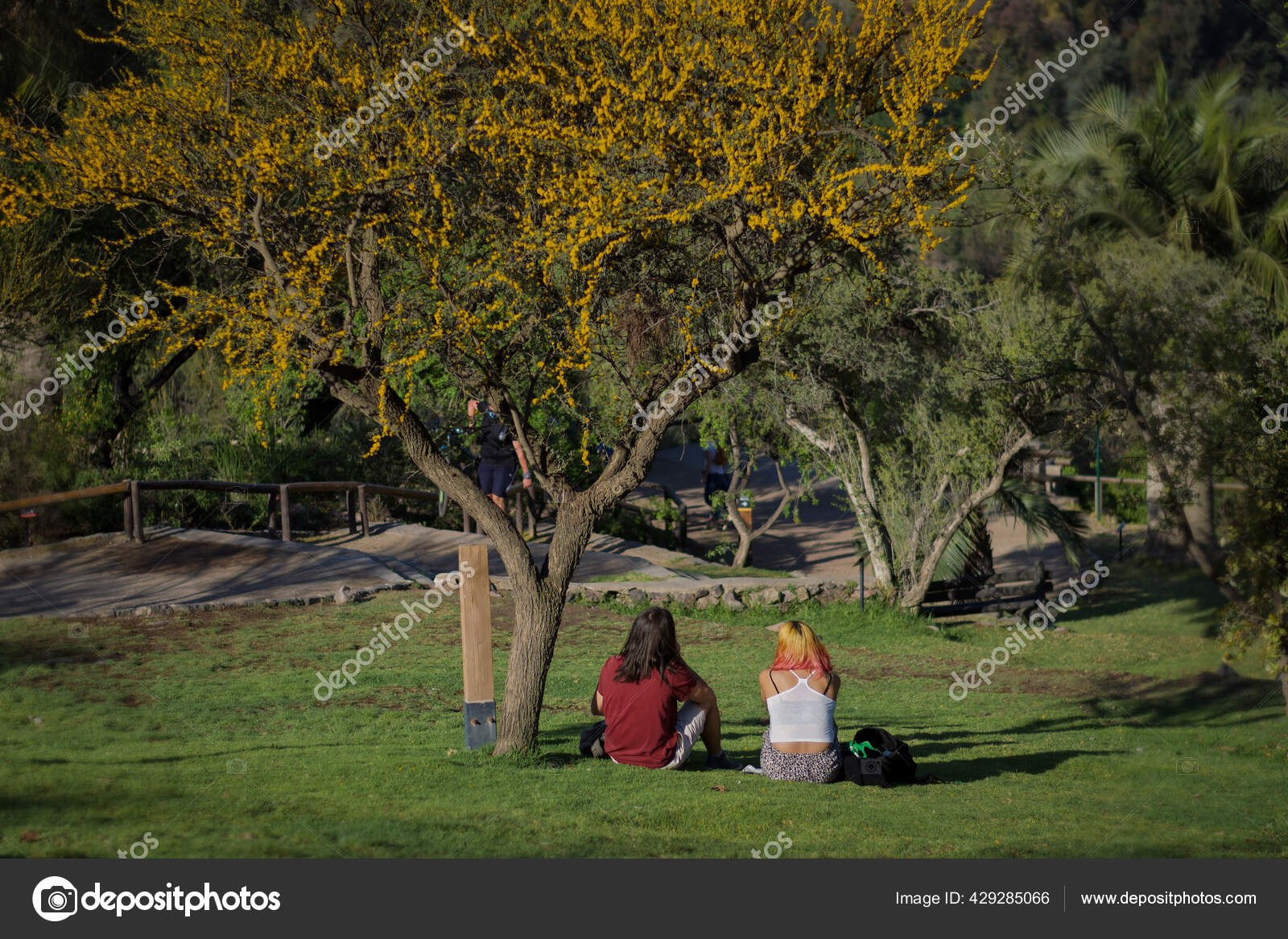 Two People Backs Sitting Tree Yellow Flo — Stock Photo © dina2817 ...