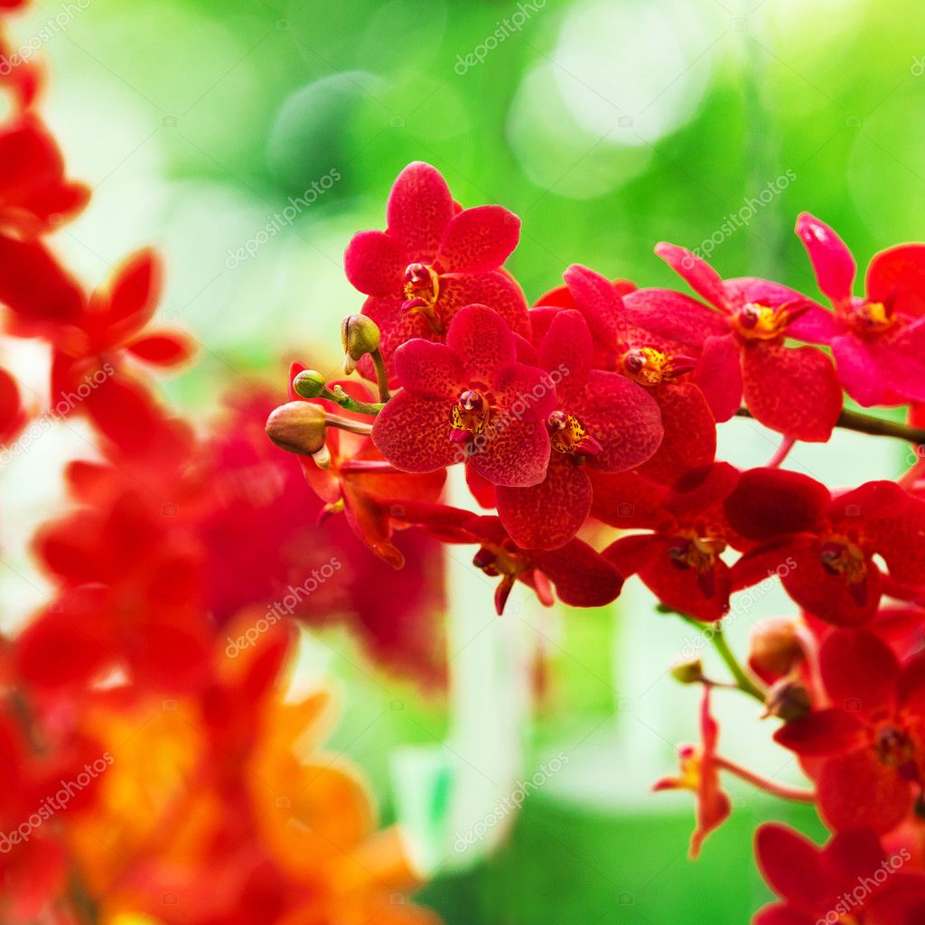 Red Orchid Flower Images