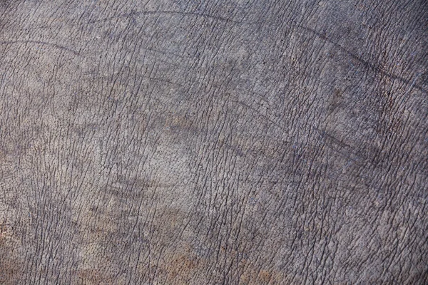 Rhino skin texture Stock Photos, Royalty Free Rhino skin texture Images ...