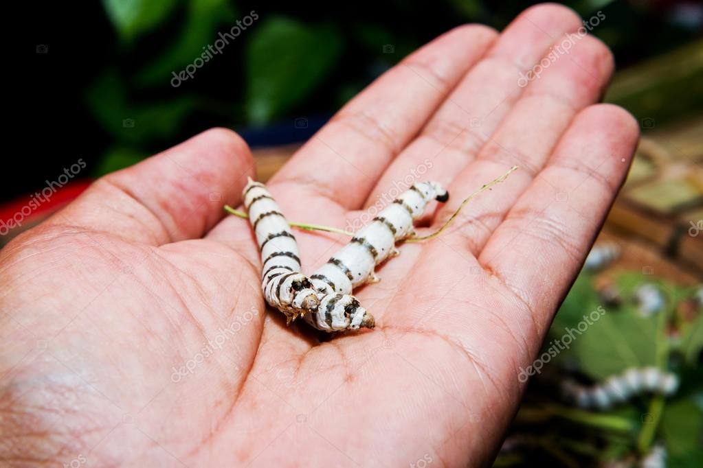 Silk caterpillar in a hands - Cecropia Moth, Hyalophora cecropia ...