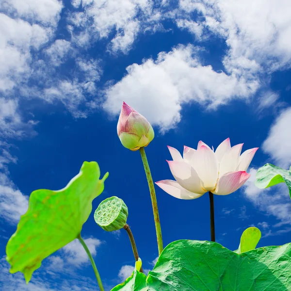 Lotus flower sky Stock Photos, Royalty Free Lotus flower sky Images ...