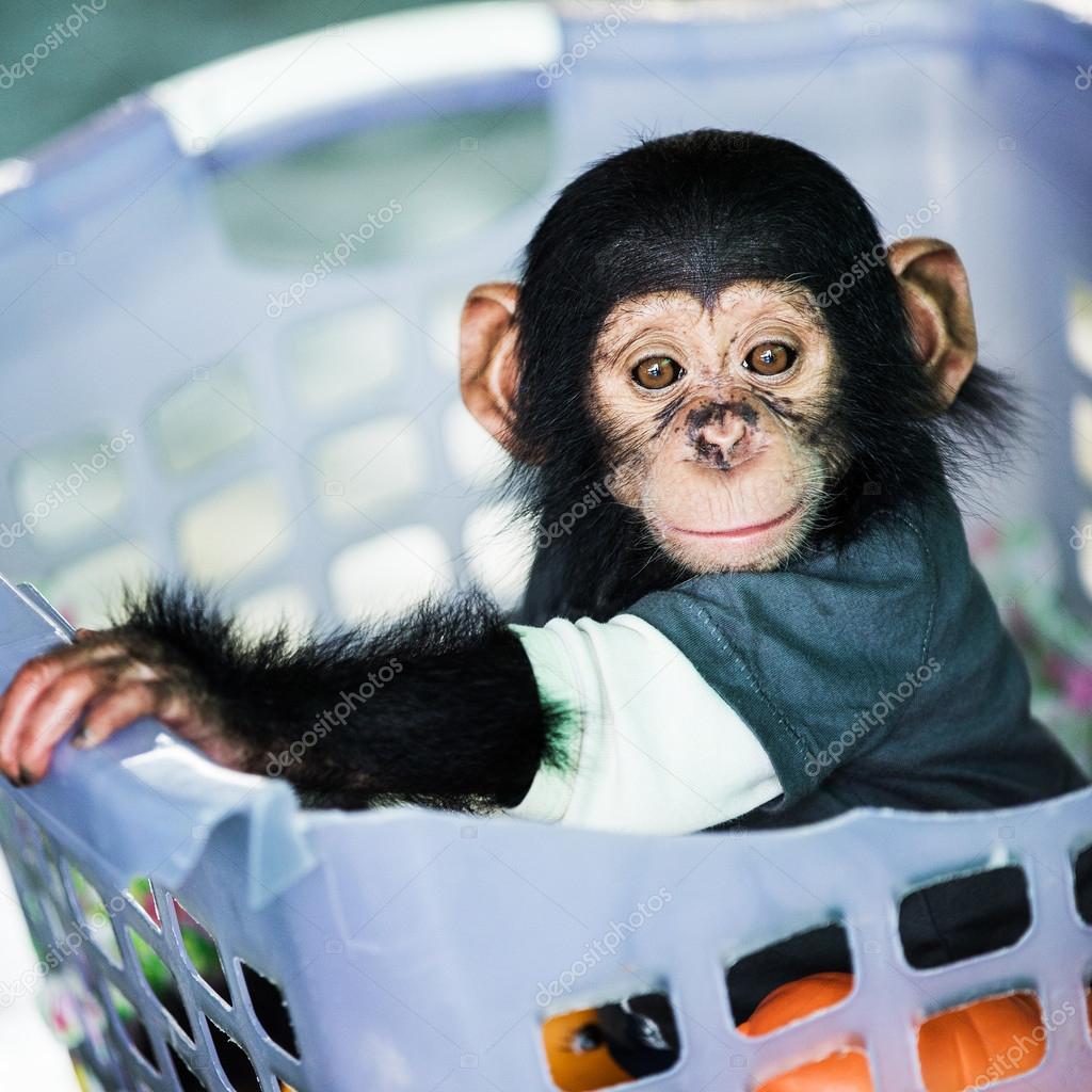 Chimpanzee baby — Stock Photo © subinpumsom #64981075