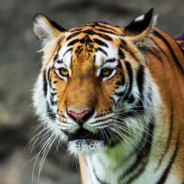 Tiger Face with Mouth Slightly Open — Stock Photo © CD123 #14231795