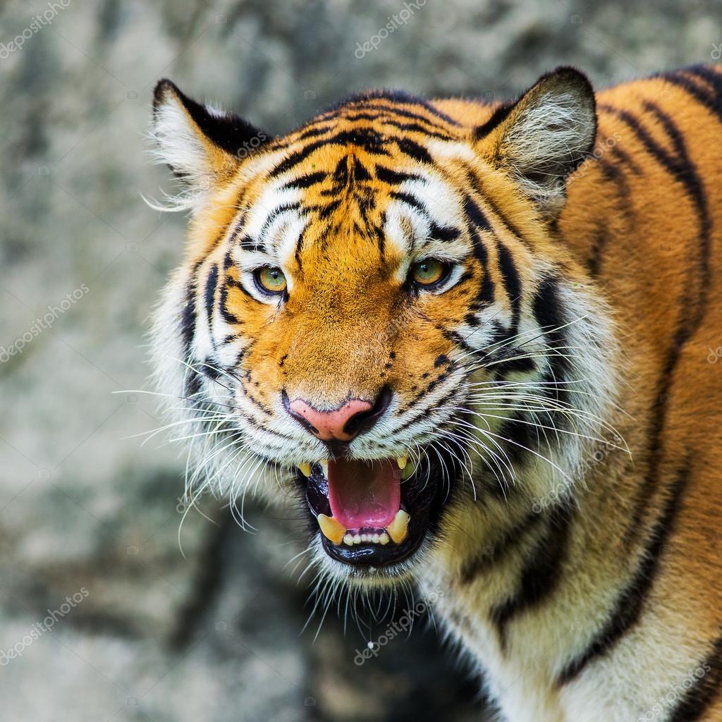 Tiger Stock Photo by ©subinpumsom 65122625