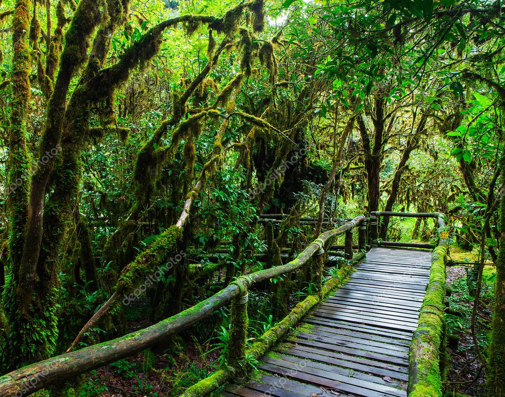 Beautiful Rainy Nature