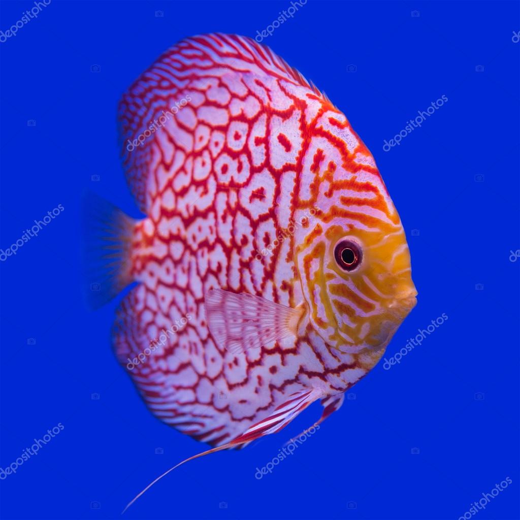 Pink Discus Fish