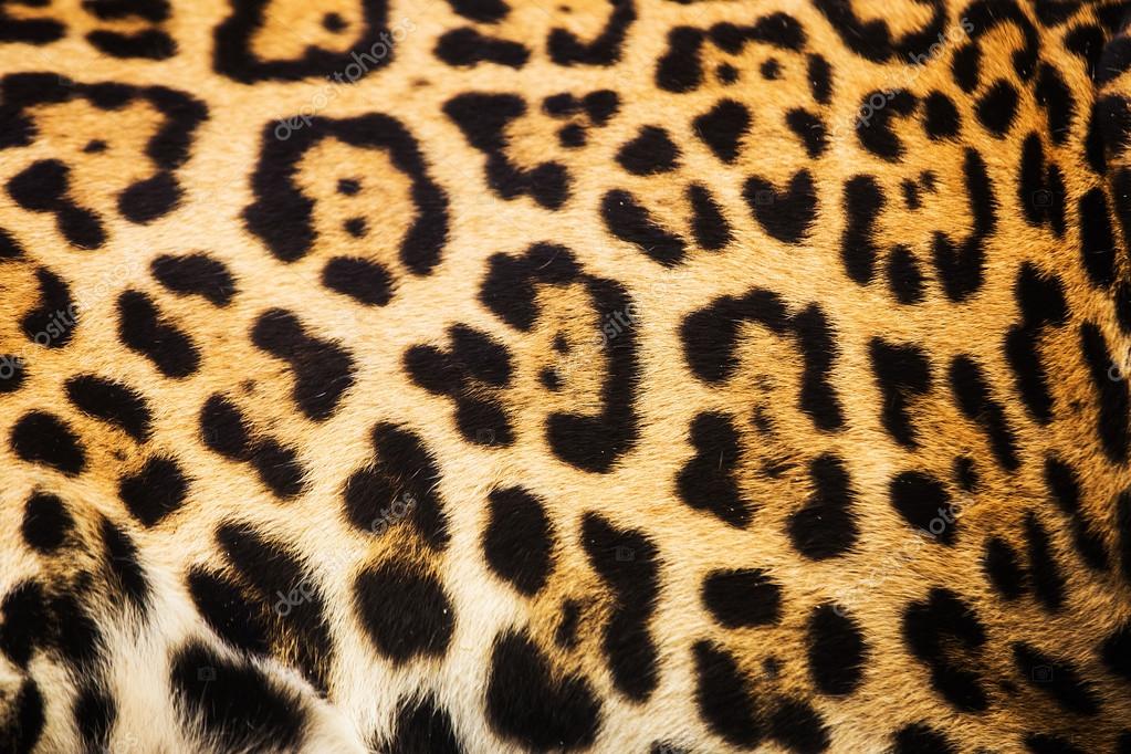 Close up leopard spot pattern texture background — Stock Photo ...