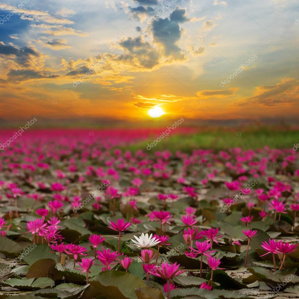 Sunshine rising lotus flower in Thailand Stock Photo by ©subinpumsom ...