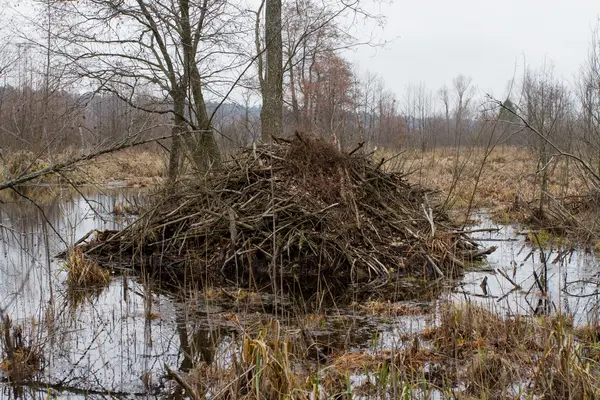 Swamp piles Stock Photos, Royalty Free Swamp piles Images | Depositphotos
