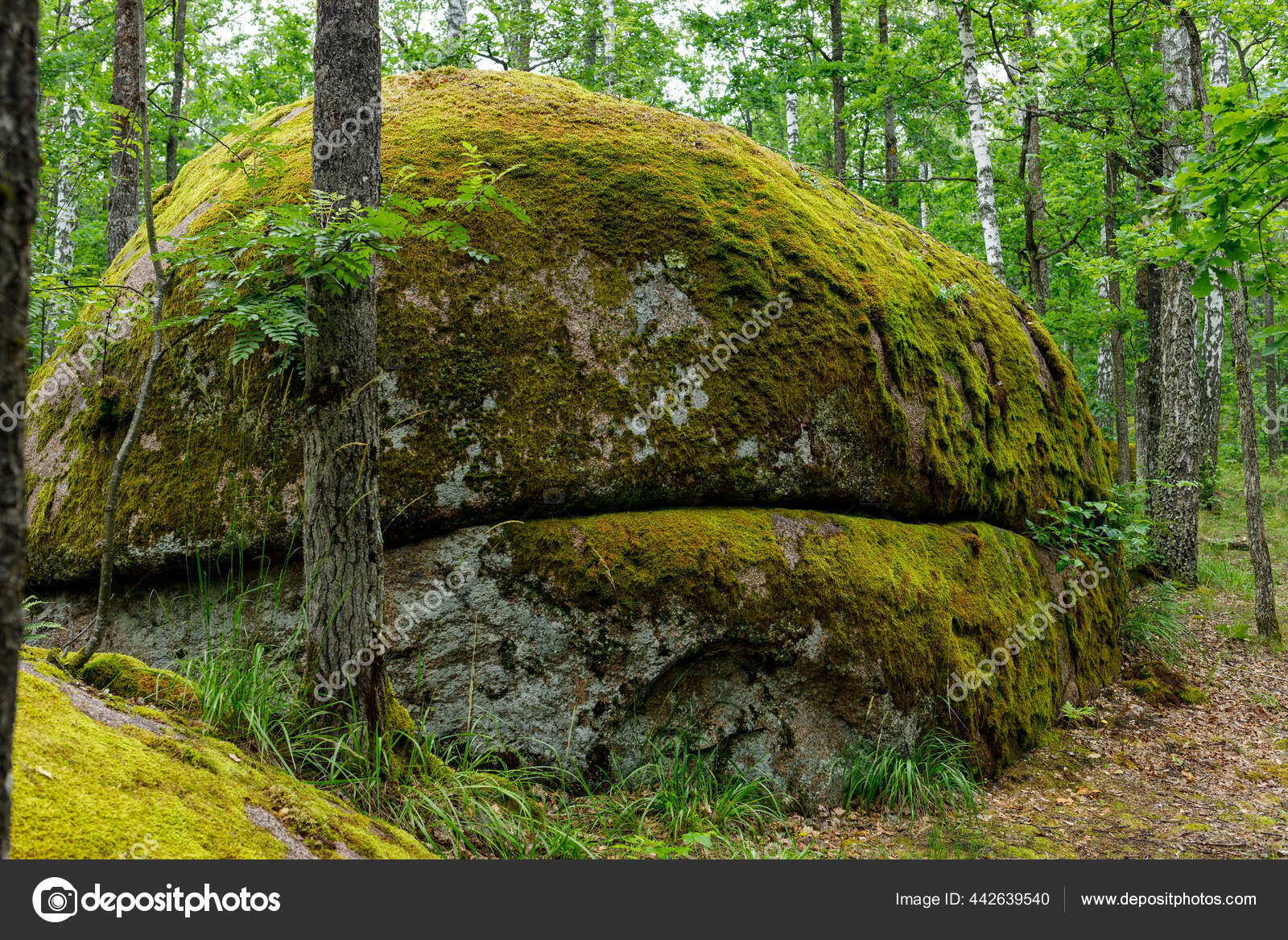 Big Stones Boulders Forest — Stock Photo © Alikosina #442639540