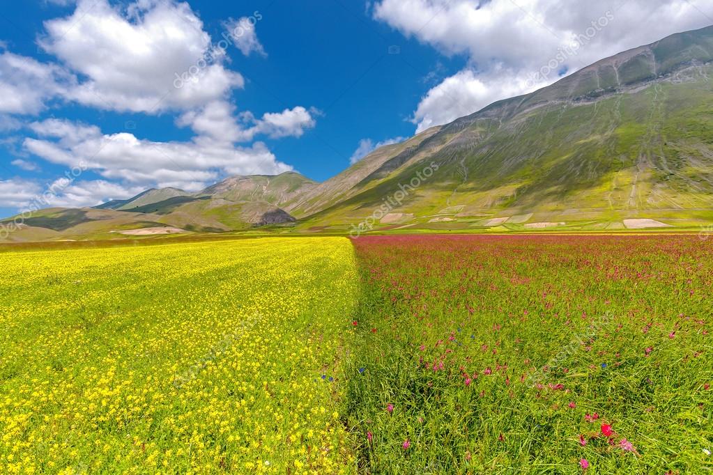 Flowery plain — Stock Photo © Polifoto #81393856