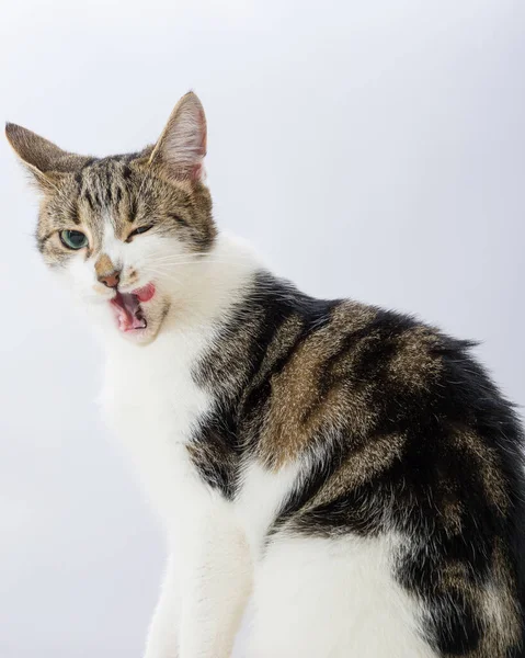 Cat pulling a face Stock Photos, Royalty Free Cat pulling a face Images ...