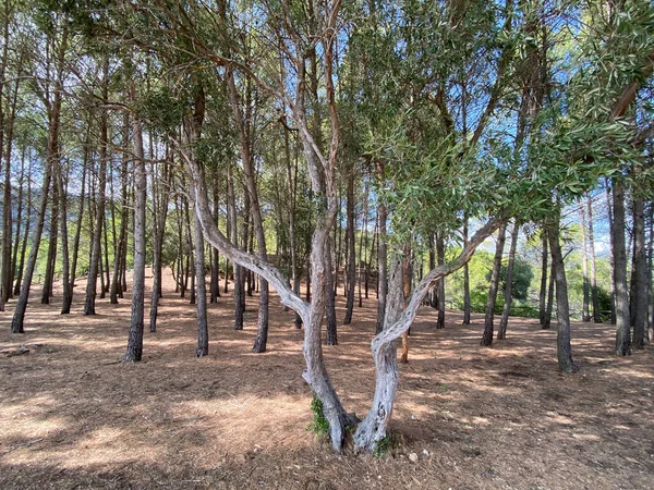 lush forest on the banks of the el Tranco reservoir, Cazorla, Spain ...