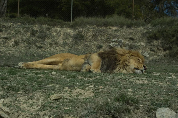 Meksika aslan Stock Photos, Royalty Free Meksika aslan Images ...