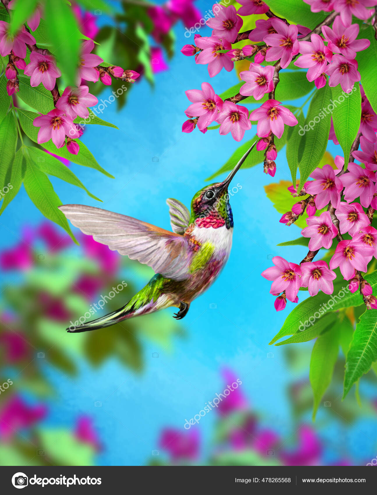 Hummingbirds Spring Wallpaper Backgrounds