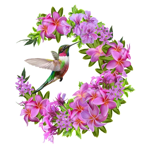 Little Bird Hummingbird on the background of the cherry blossoms cherry ...